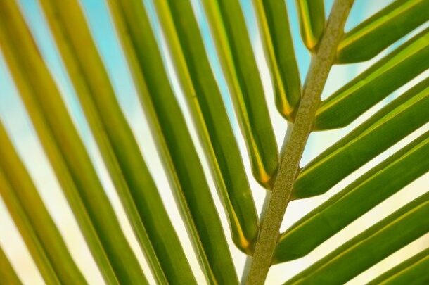 50 Examples of Monocot & Dicot Plants (With Images) — Trinjal